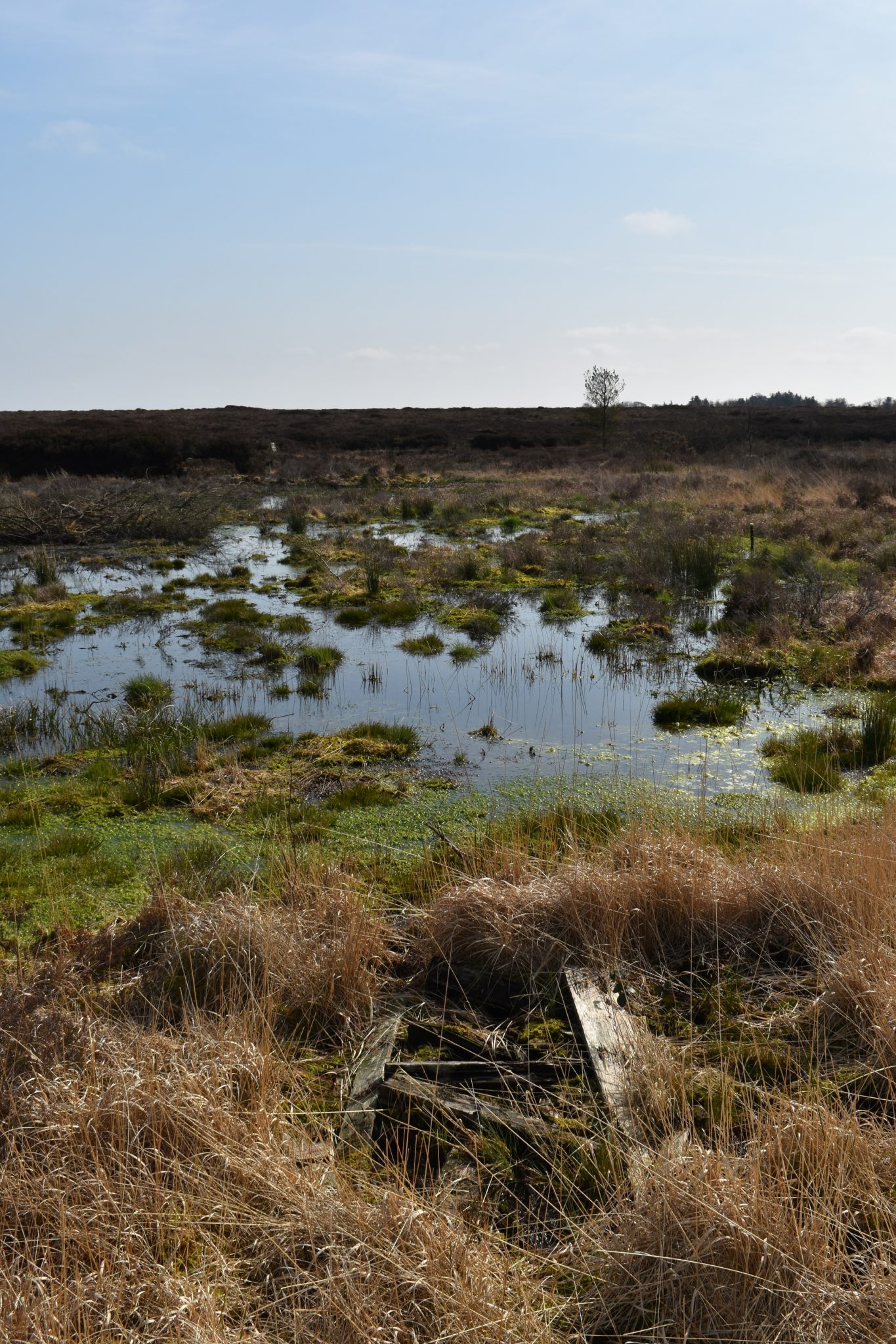 About Ardagullion Bog - The Living Bog
