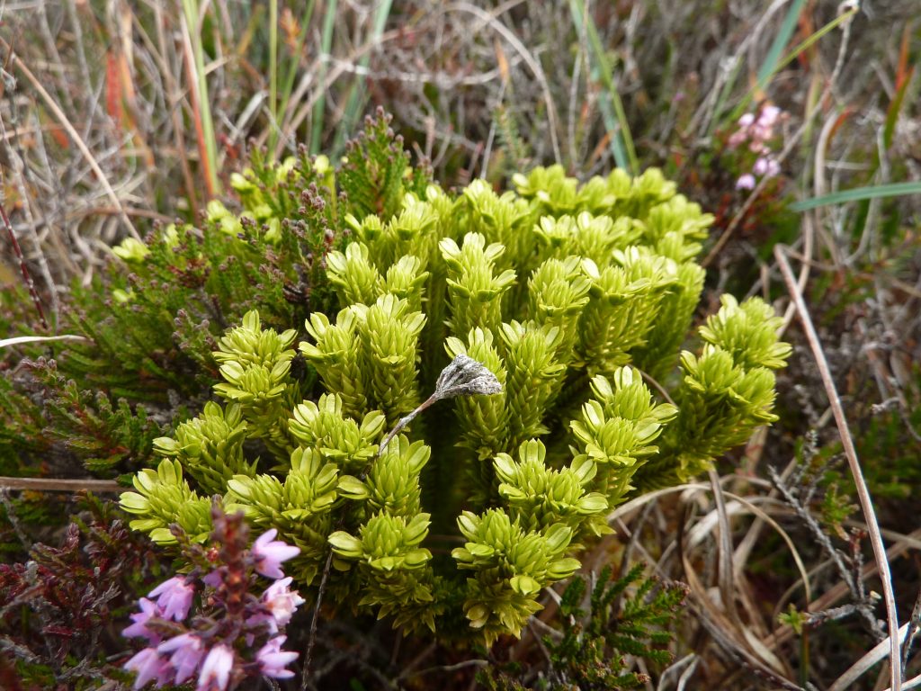 Club_moss (2) - The Living Bog