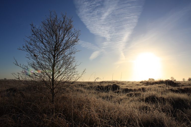 About the Living Bog - The Living Bog