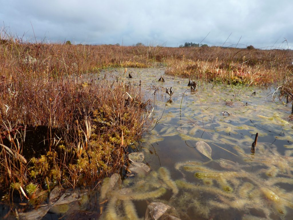 Western_site_central_ecotope (1) - The Living Bog