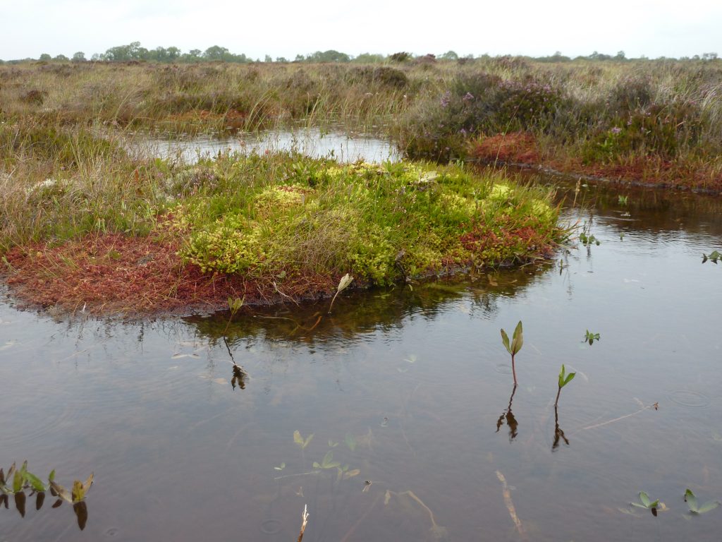 Western_site_central_ecotope (5) - The Living Bog