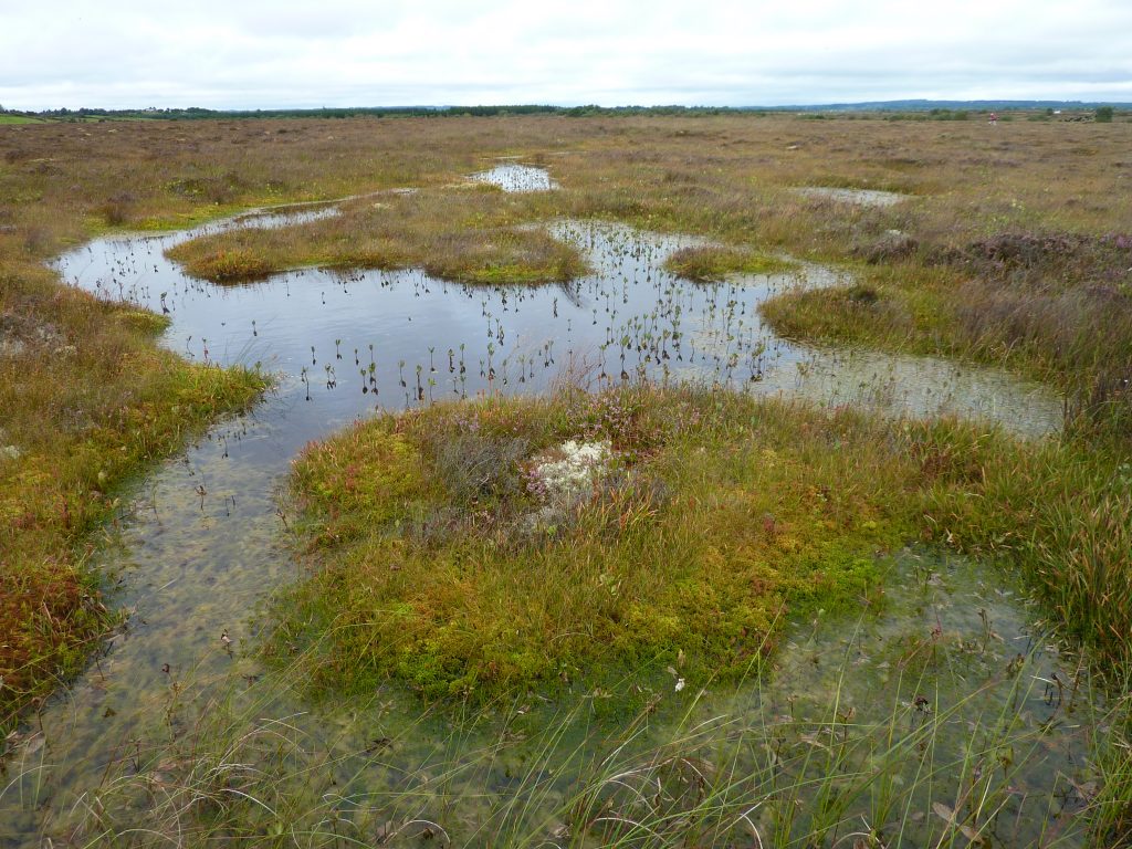 About the Living Bog - The Living Bog