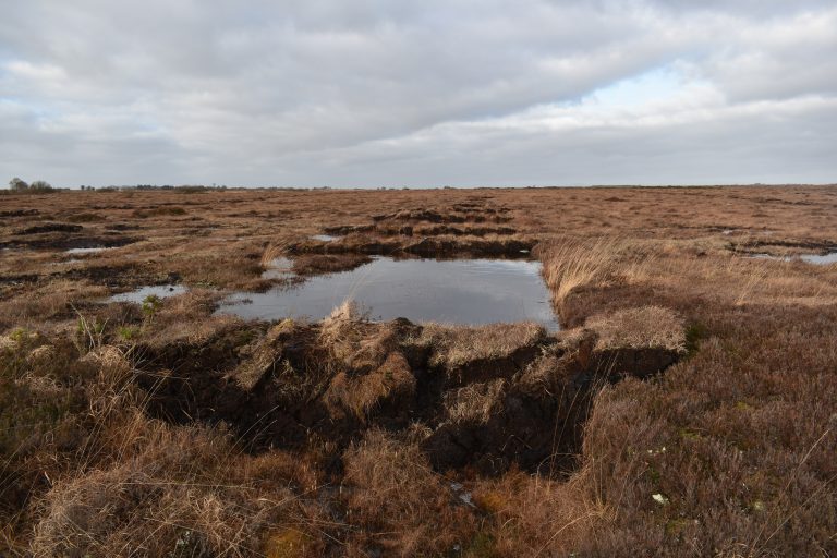 What's in the bog water? - The Living Bog
